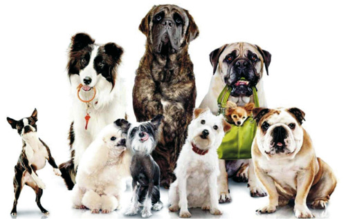 Indicação pede programa para controle animal